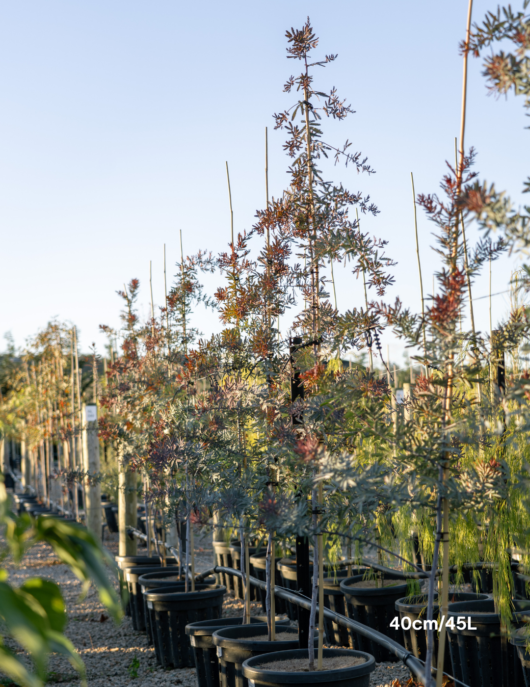 Acacia cognata 'Lime Magik' - Evergreen Trees Direct - Evergreen Trees ...