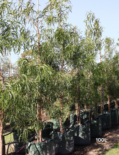 Acacia implexa – Lightwood, Hickory Wattle - Evergreen Trees Direct