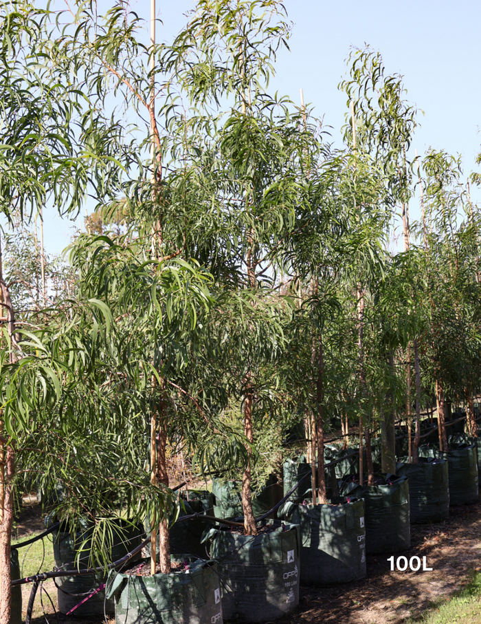 Acacia implexa – Lightwood, Hickory Wattle - Evergreen Trees Direct