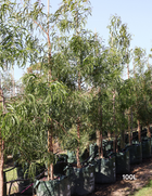 Acacia implexa – Lightwood, Hickory Wattle - Evergreen Trees Direct