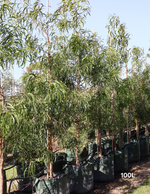 Acacia implexa – Lightwood, Hickory Wattle - Evergreen Trees Direct