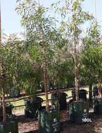 Acacia implexa – Lightwood, Hickory Wattle - Evergreen Trees Direct