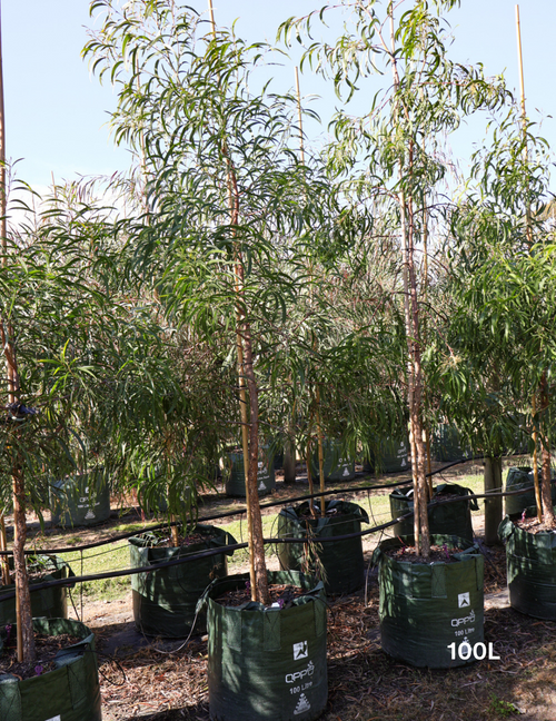 Acacia implexa – Lightwood, Hickory Wattle - Evergreen Trees Direct