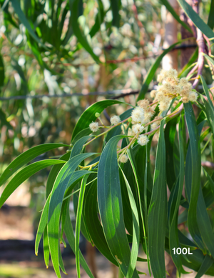 Acacia implexa – Lightwood, Hickory Wattle - Evergreen Trees Direct