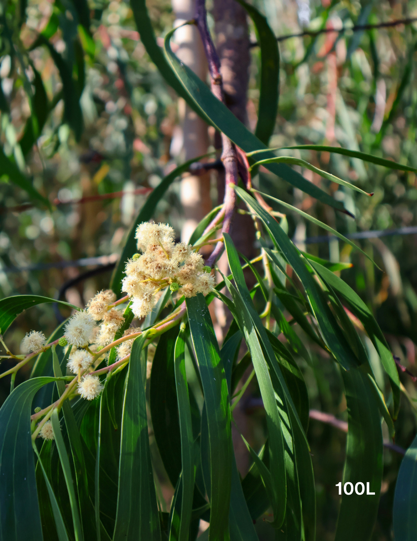 Acacia Implexa - Evergreen Trees Direct