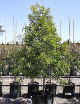 Fast Growing Trees - Evergreen Trees Direct