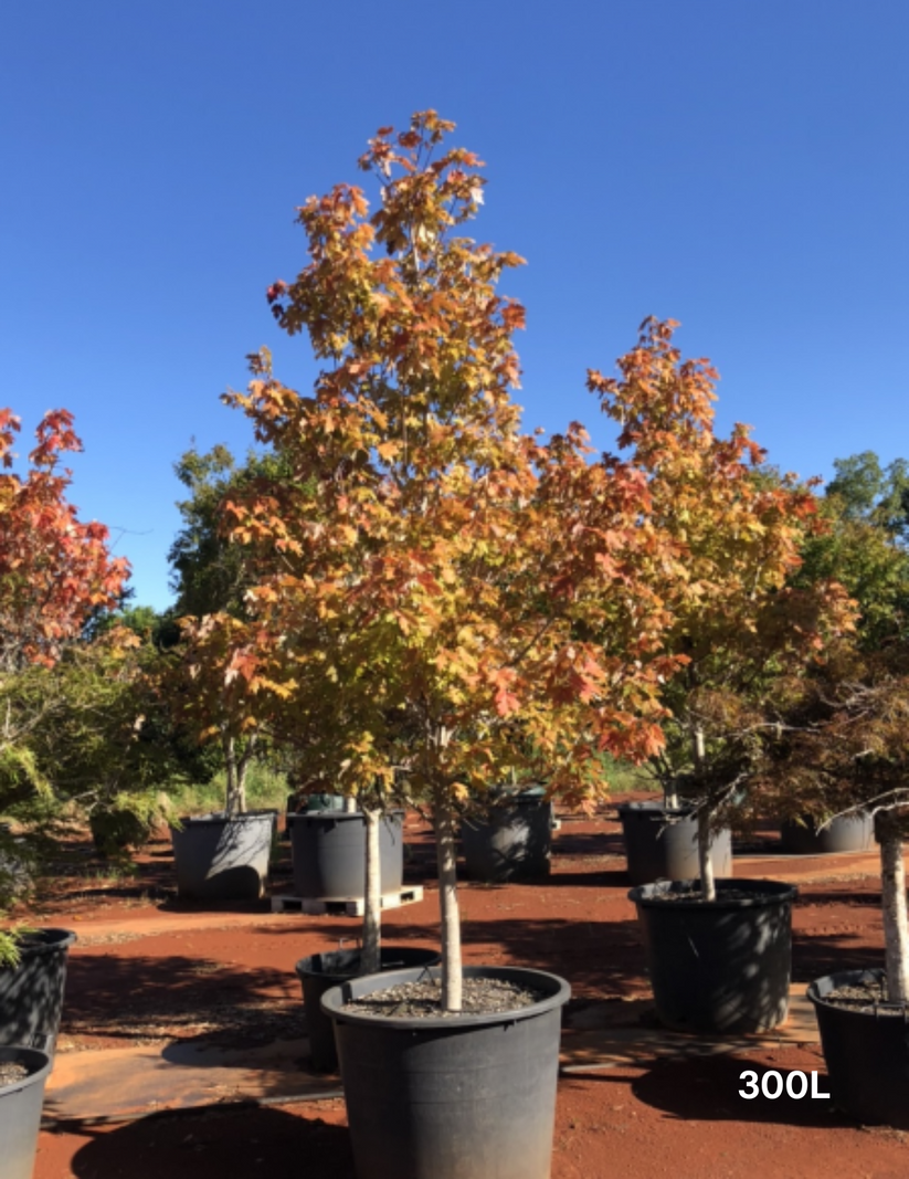 Acer x freemanii 'Jeffersred' Autumn Blaze - Evergreen Trees Direct