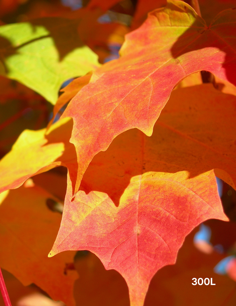 Acer x freemanii 'Jeffersred' Autumn Blaze - Evergreen Trees Direct