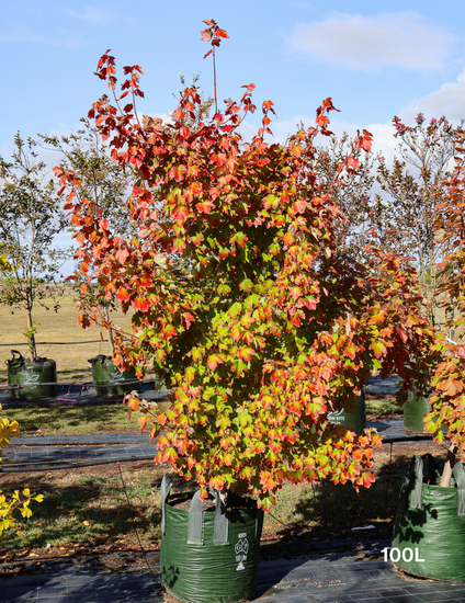 Acer rubrum 'Autumn Red' - Canadian Maple - Evergreen Trees Direct