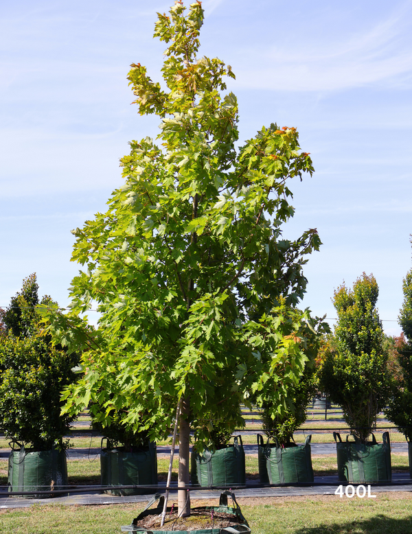 Acer rubrum 'Autumn Red' - Canadian Maple - Evergreen Trees Direct