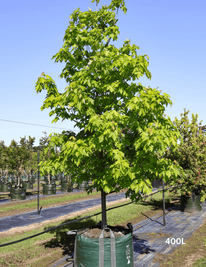 Buy Maples Trees - Japanese and Canadian Maples - Evergreen Trees Direct