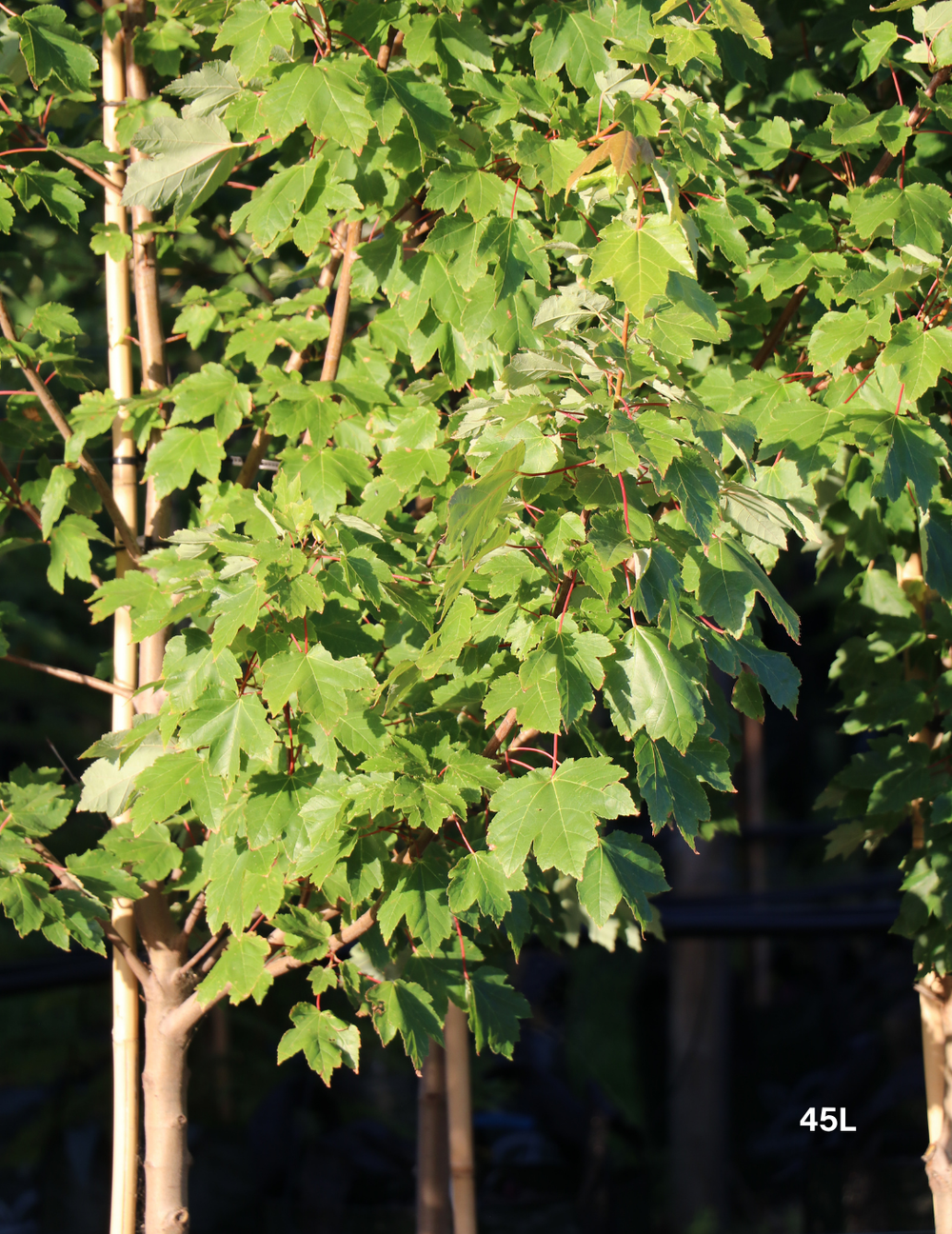 Acer rubrum 'Autumn Red' – Canadian Maple | Early Autumn Feature Tree
