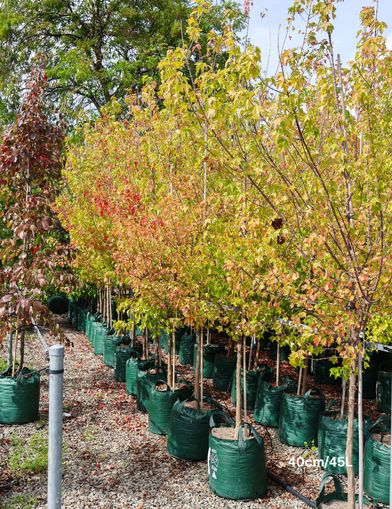 Acer buergerianum – Trident Maple | Compact Deciduous Feature Tree with ...