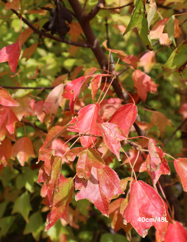 Acer buergerianum – Trident Maple | Compact Deciduous Feature Tree with ...