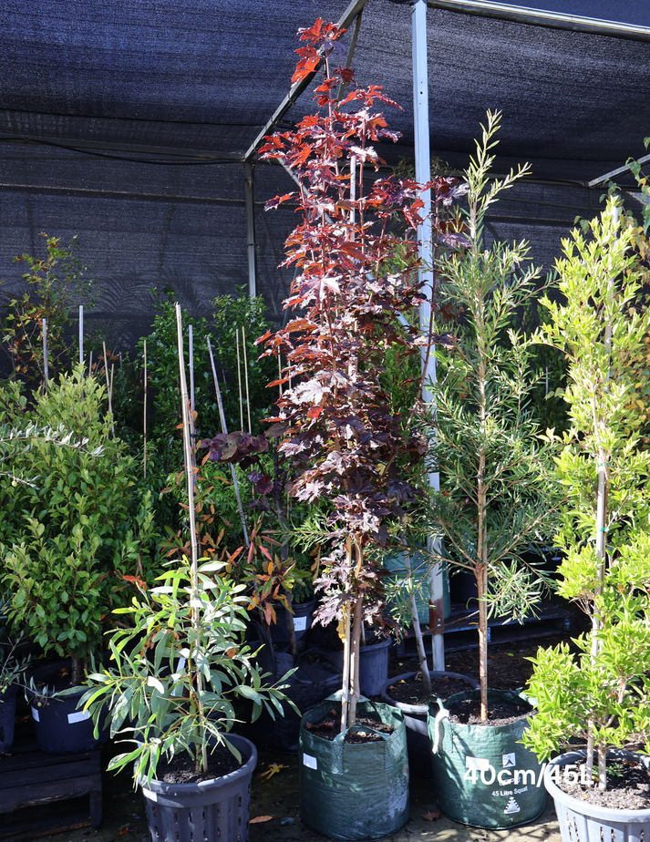Acer ‘Crimson Sentry’ Maple - Evergeen Trees Direct