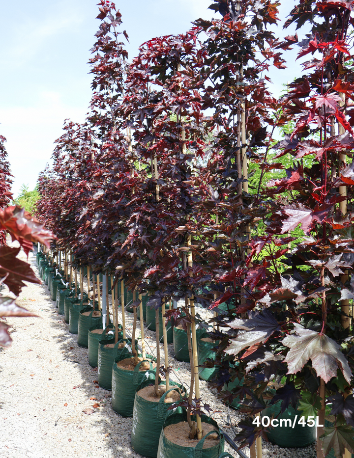 Buy Maples Trees - Japanese and Canadian Maples - Evergreen Trees Direct