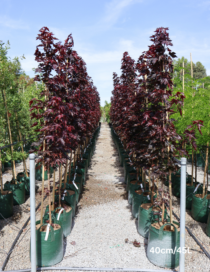 Acer ‘Crimson Sentry’ Maple - Evergeen Trees Direct