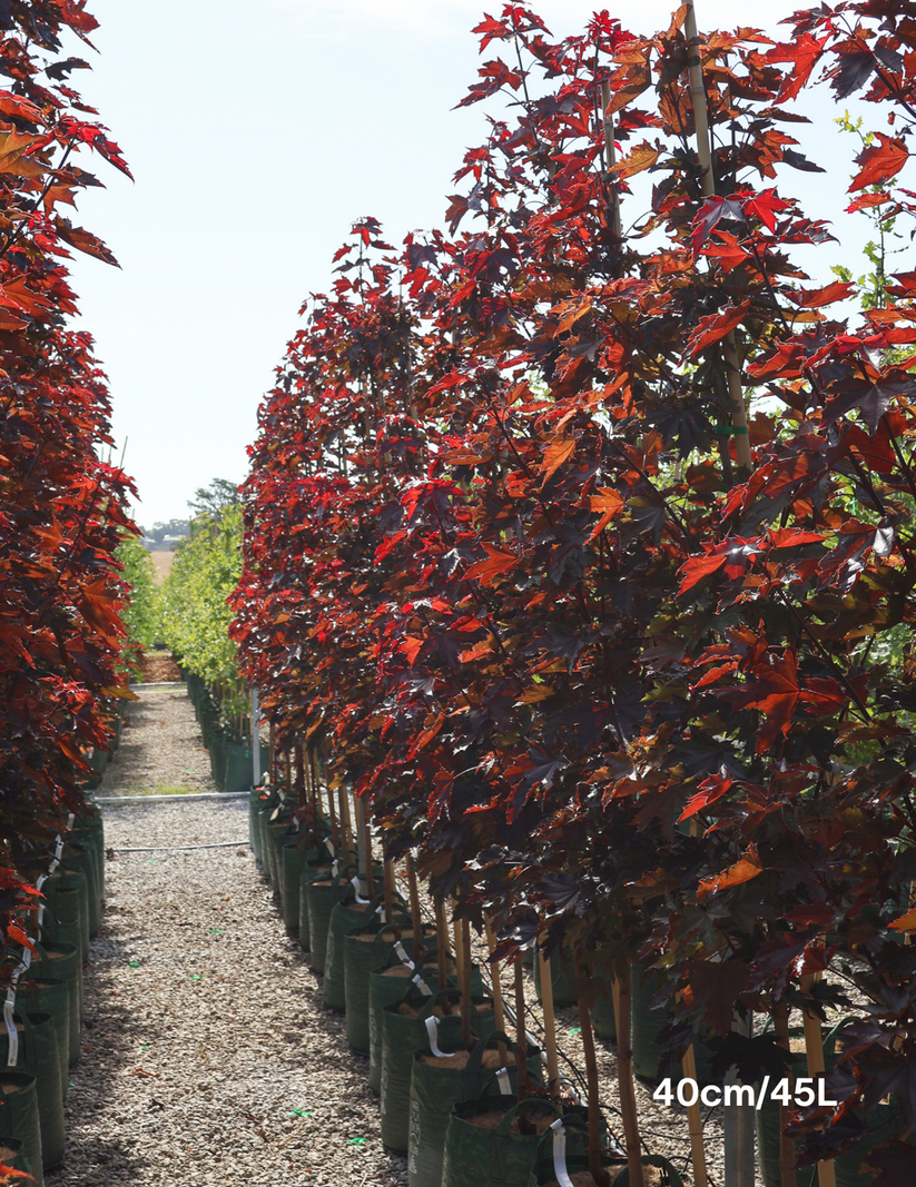 Acer ‘Crimson Sentry’ Maple - Evergeen Trees Direct