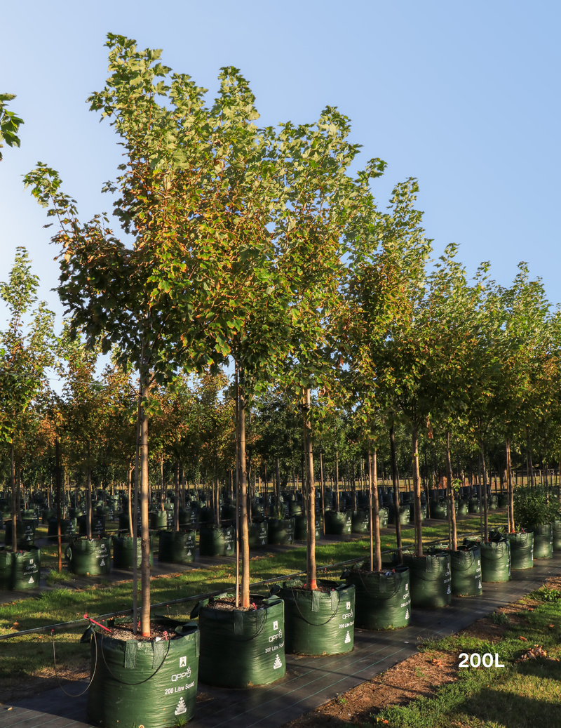 Acer rubrum 'Fairview Flame' - Canadian Maple - Evergreen Trees Direct
