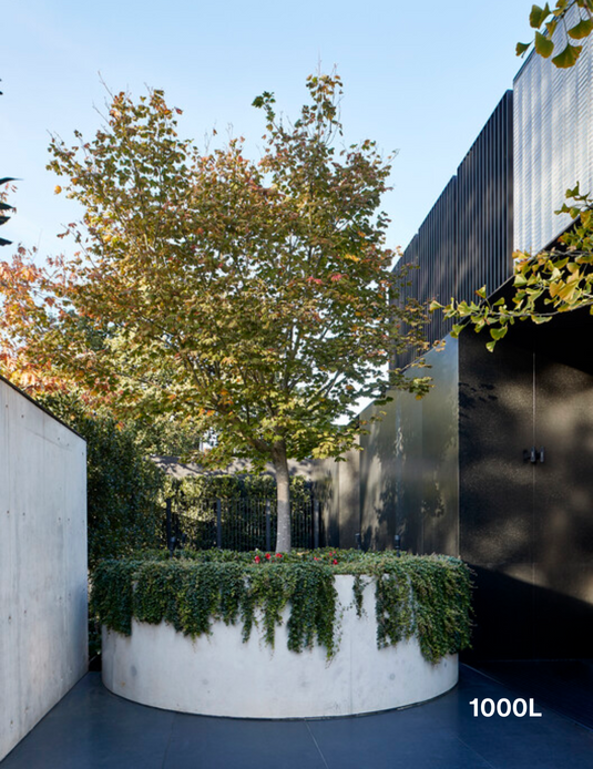 The best shade trees for your garden | Evergreen Trees Direct