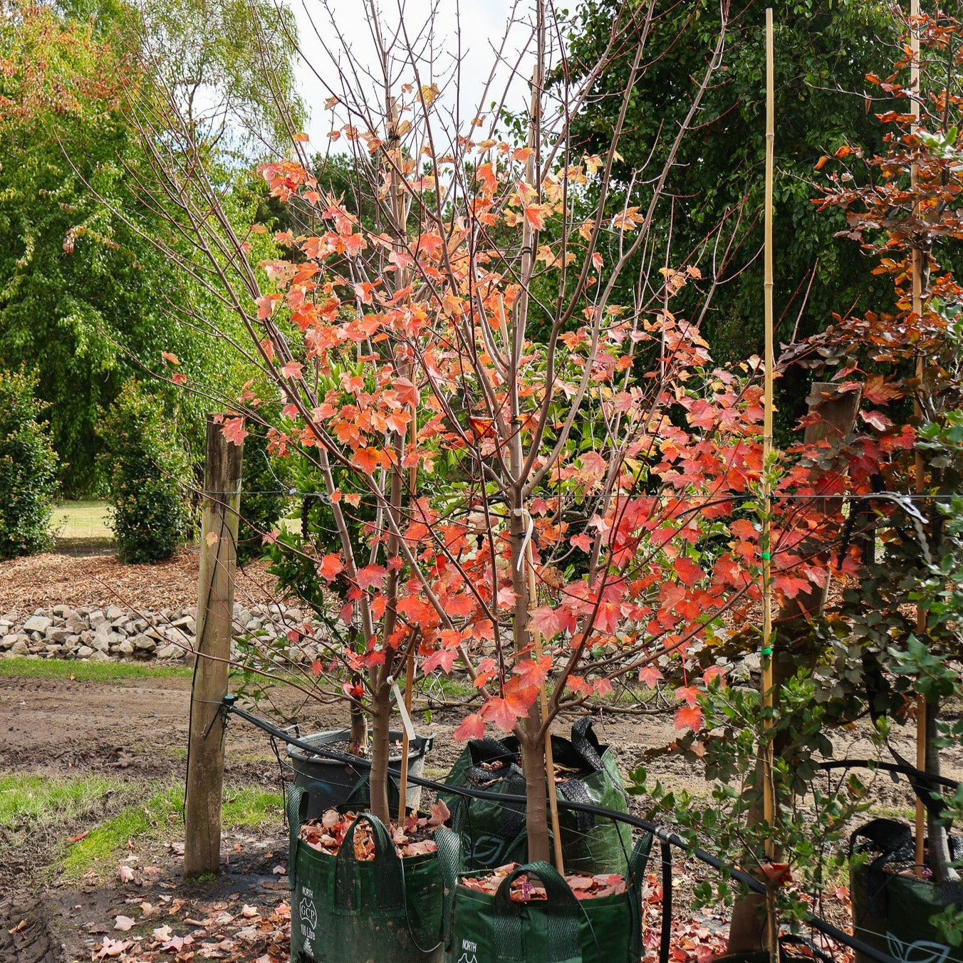 Acer rubrum 'Fairview Flame' - Evergreen Trees Direct