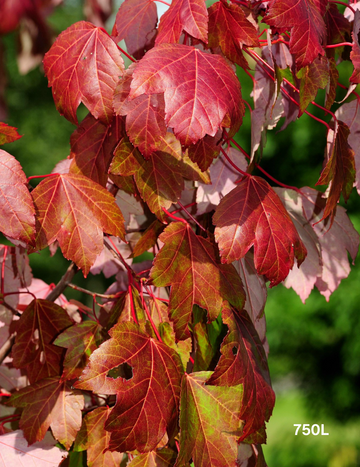 Sizing Chart | Evergreen Trees Direct