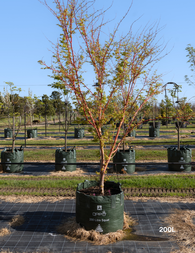 Acer palmatum 'Sango Kaku' (Senkaki) – Coral Bark Japanese Maple ...