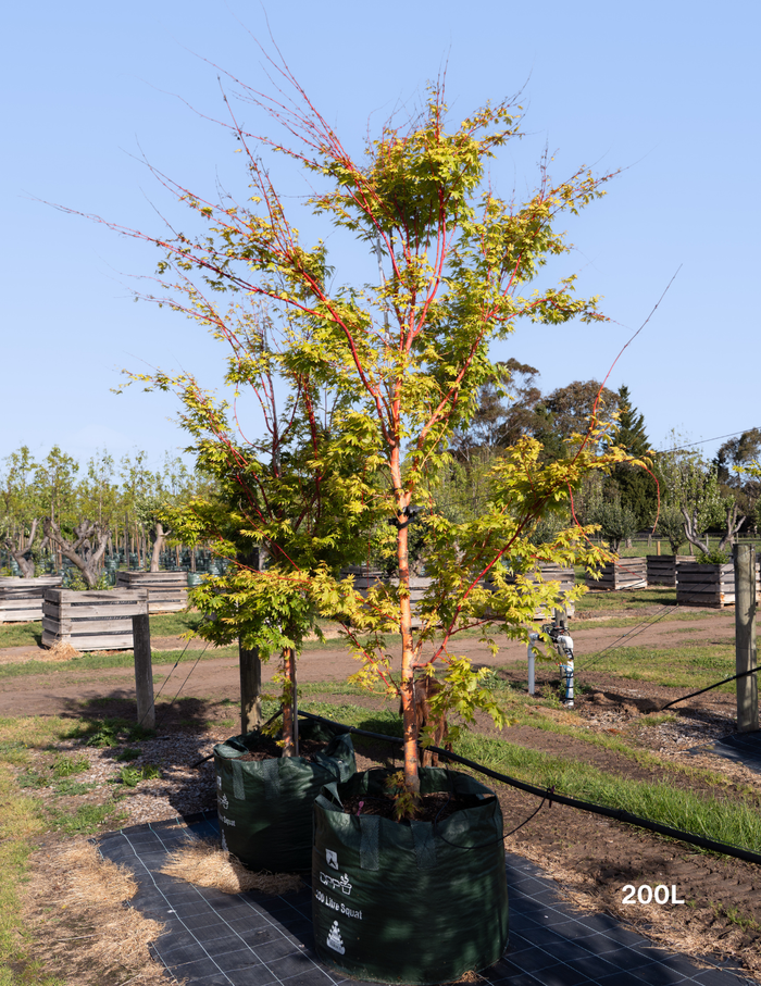 Acer palmatum 'Sango Kaku' (Senkaki) – Coral Bark Japanese Maple ...