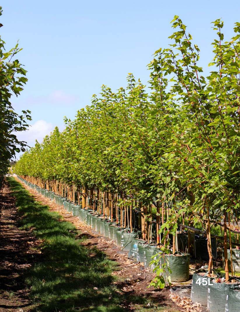 Acer rubrum 'Autumn Red' - Canadian Maple - Evergreen Trees Direct