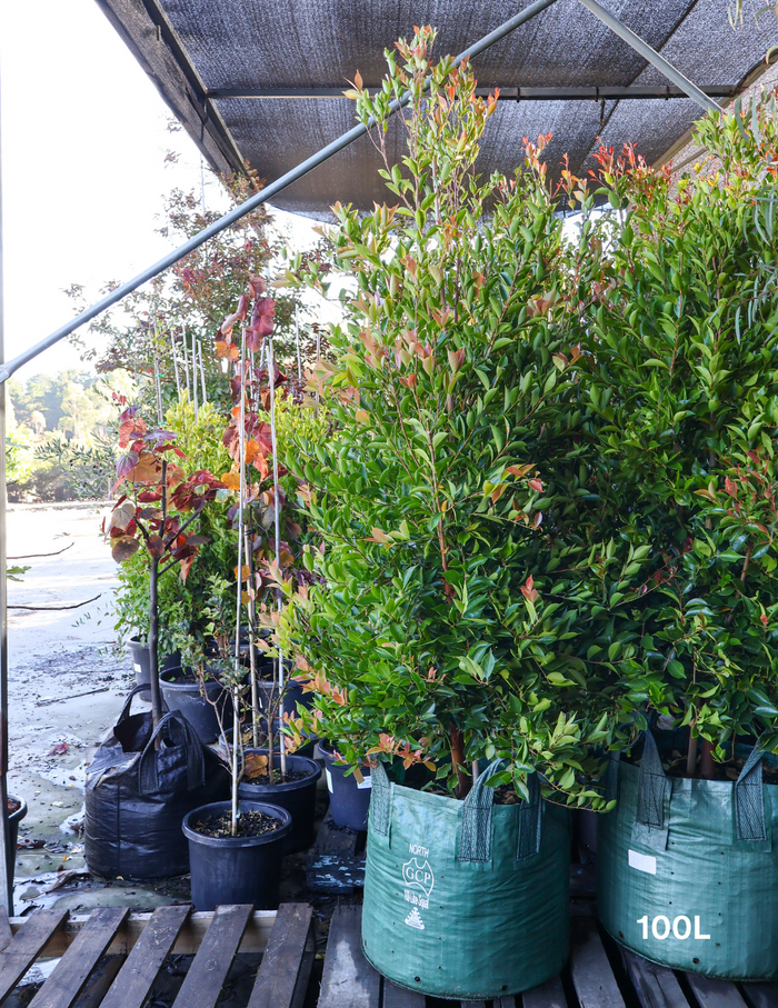 Acmena smithii 'Firescreen' - Lilly Pilly - Evergreen Trees Direct