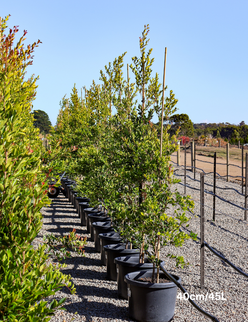 Acmena smithii 'Firescreen' - Lilly Pilly - Evergreen Trees Direct