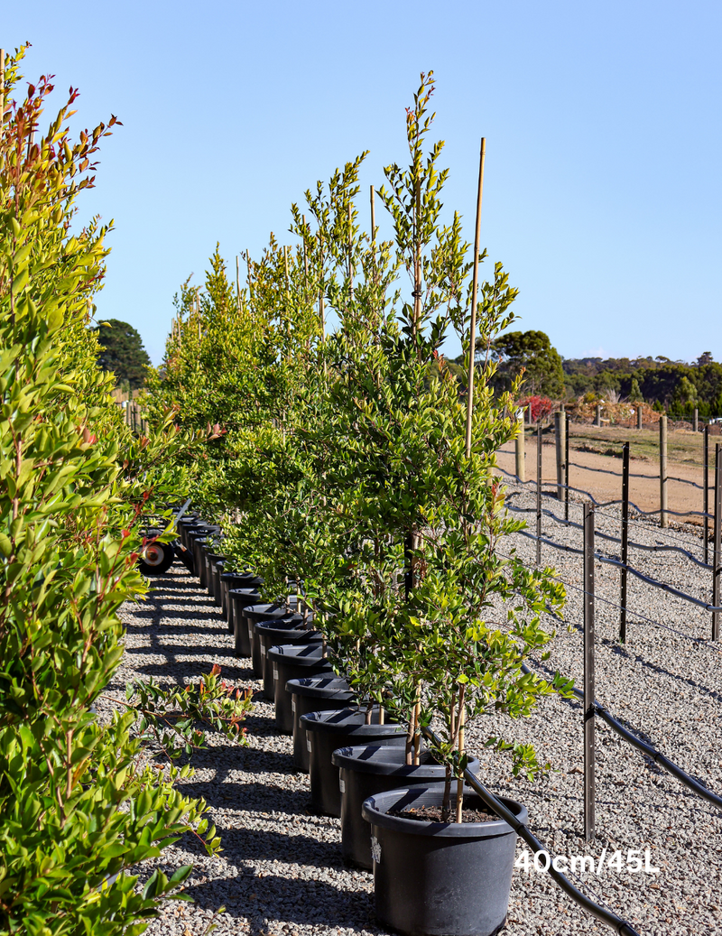 Acmena smithii 'Firescreen' - Lilly Pilly - Evergreen Trees Direct