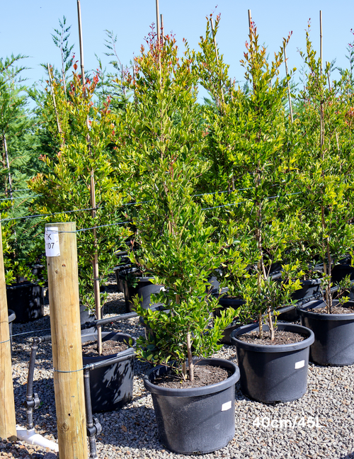 Acmena smithii 'Firescreen' - Lilly Pilly - Evergreen Trees Direct