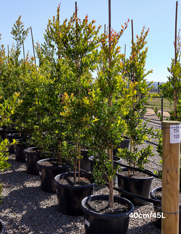 Acmena smithii 'Firescreen' - Lilly Pilly - Evergreen Trees Direct