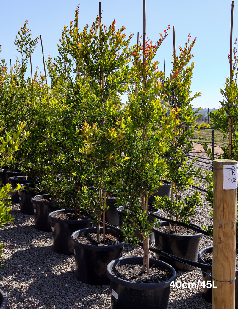 Acmena smithii 'Firescreen' - Lilly Pilly - Evergreen Trees Direct