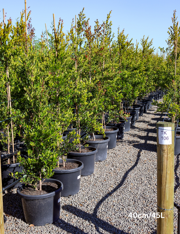 Acmena smithii 'Firescreen' - Lilly Pilly - Evergreen Trees Direct