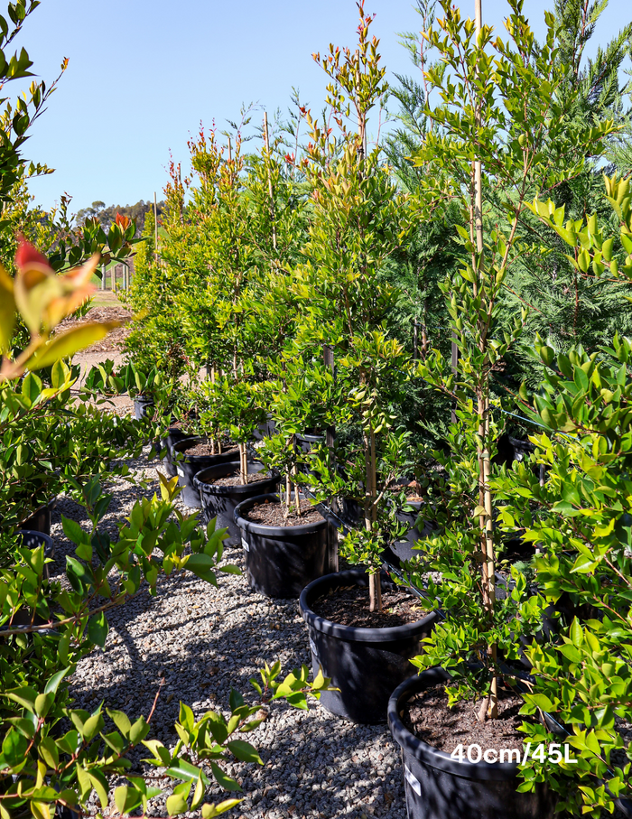 Acmena smithii 'Firescreen' - Lilly Pilly - Evergreen Trees Direct