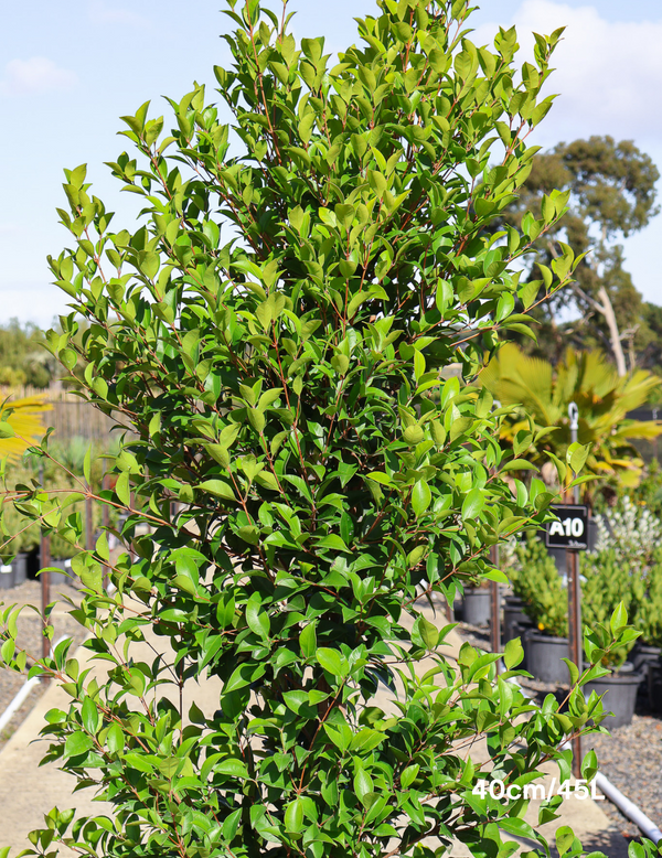 Acmena smithii - Evergreen Trees Direct