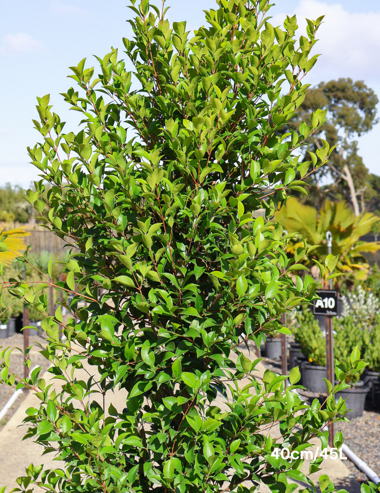 Acmena smithii - Evergreen Trees Direct