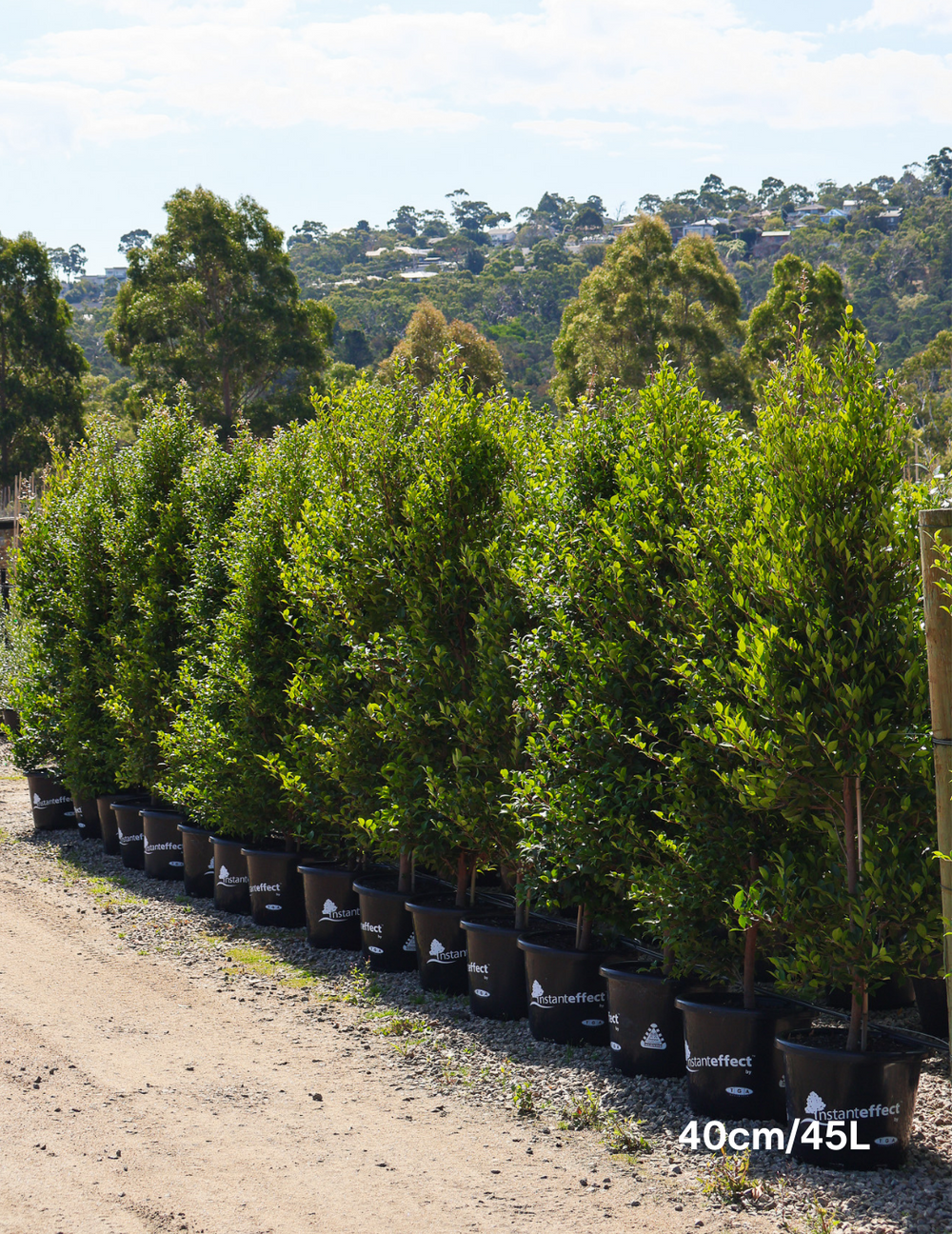 The Best Lilly Pilly to Hedge - Evergreen Trees Direct