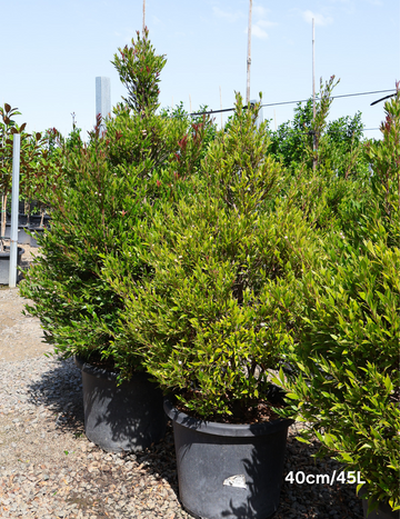 Lilly Pillies Trees for Sale - Evergreen Trees Direct
