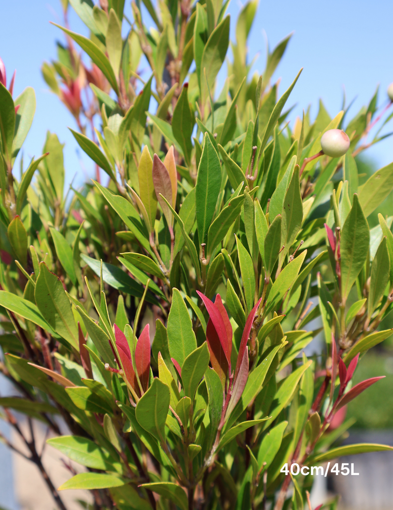 The Best Lilly Pilly Variety for your Garden - Evergreen Trees Direct