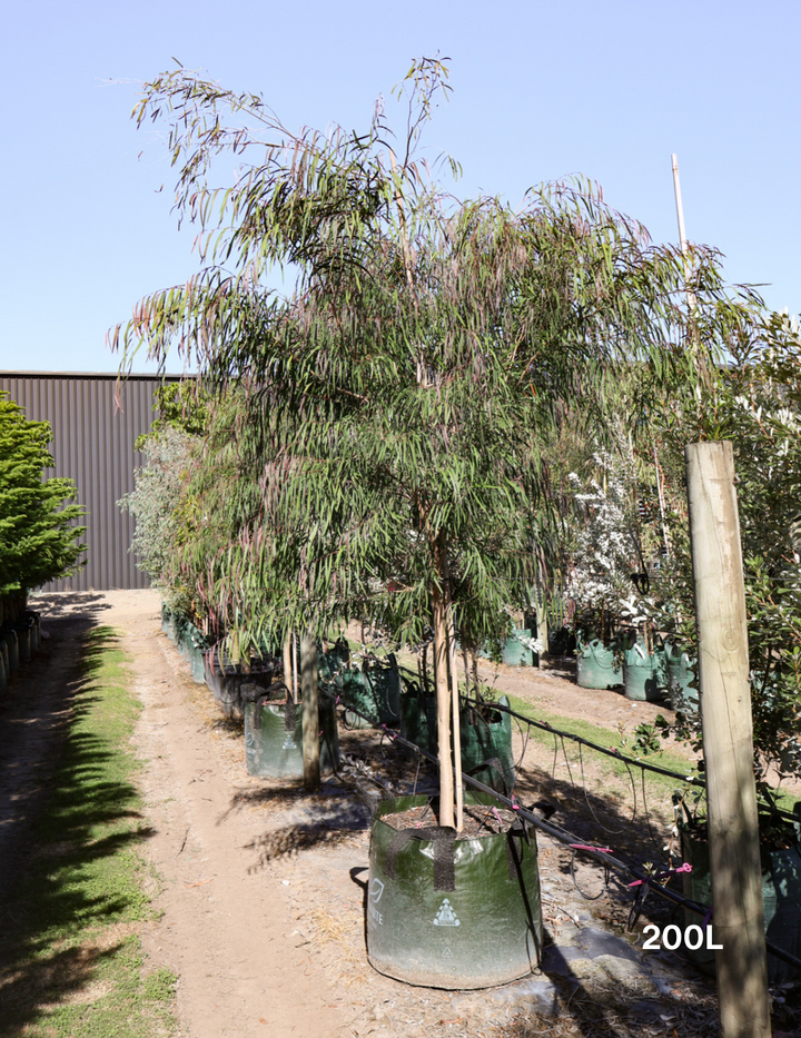 Evergreen Trees Direct - Buy Advanced and Established Trees