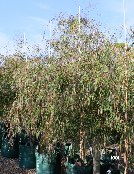 Agonis flexuosa 'Burgundy' - Burgundy Willow Myrtle - Evergreen Trees ...