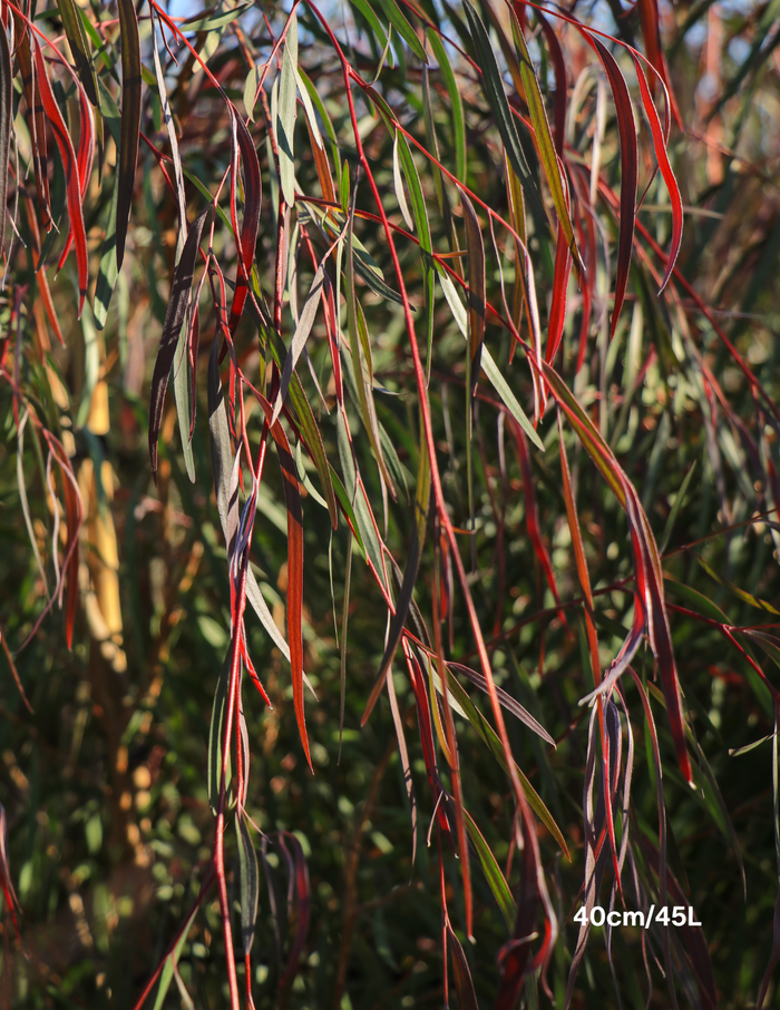 Agonis flexuosa 'Burgundy' - Burgundy Willow Myrtle - Evergreen Trees ...