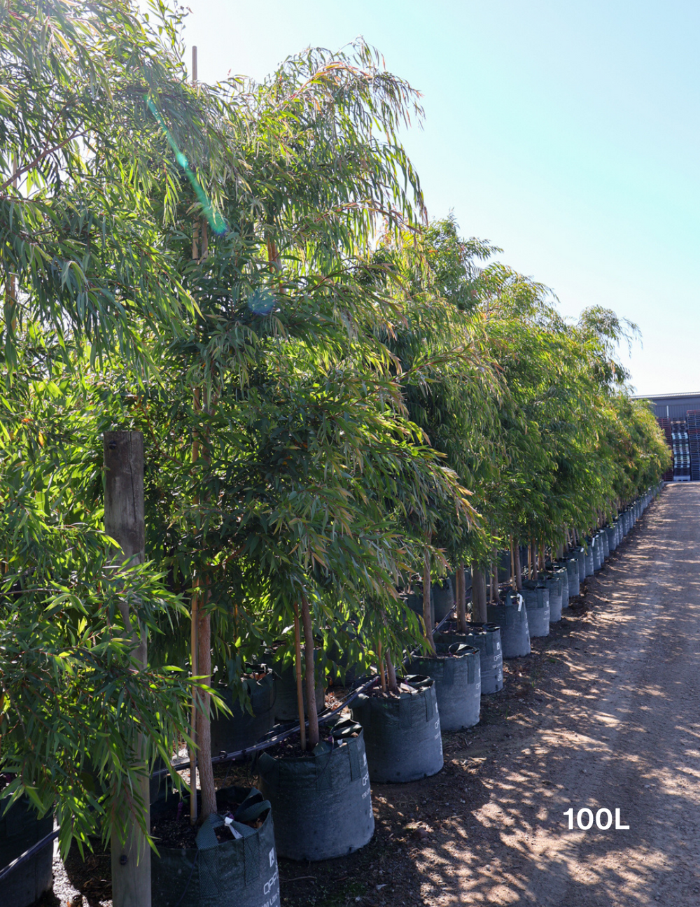 How to Plant Trees for Effective Windbreaks and Shelterbelts
