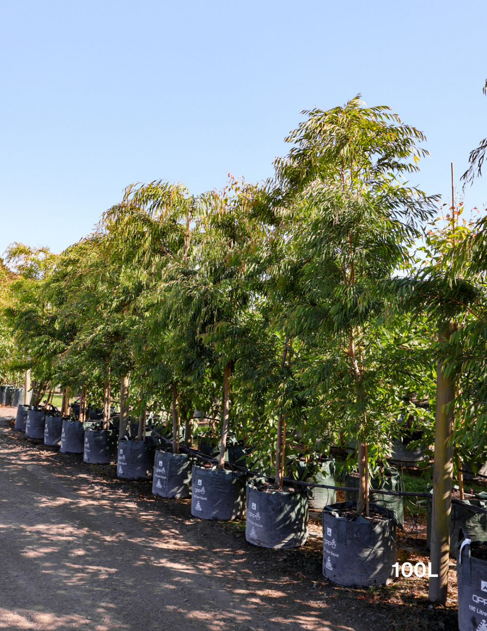 How to Plant Trees for Effective Windbreaks and Shelterbelts