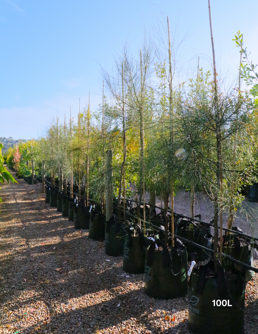 Allocasuarina verticillata - Drooping She Oak - Evergreen Trees Direct