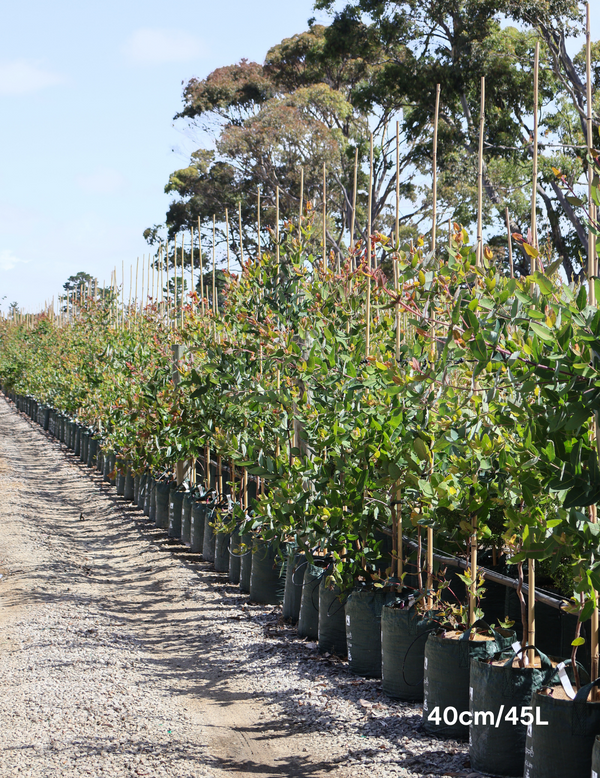 Angophora hispida - Dwarf Apple Gum - Evergreen Trees Direct