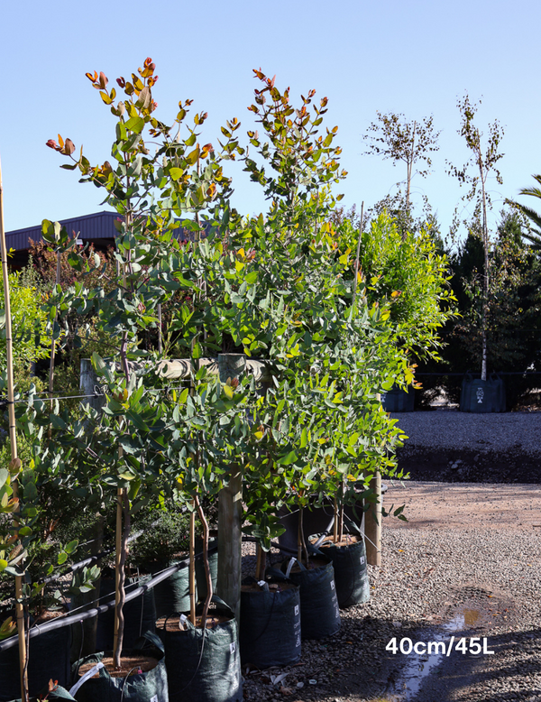 Angophora hispida - Dwarf Apple Gum - Evergreen Trees Direct